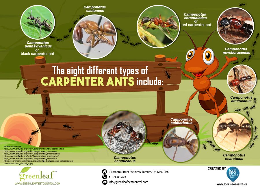 carpenter ants different sizes