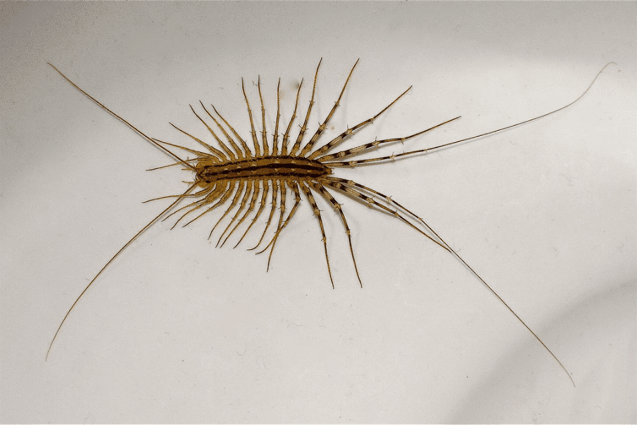 crawling insects list